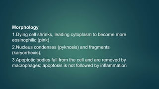 Cell adaptation & Cell injury and Cell death | PPTX