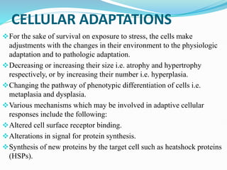 cell adaptation or cellular adaptation-190708165026.pptx | Endocrine ...