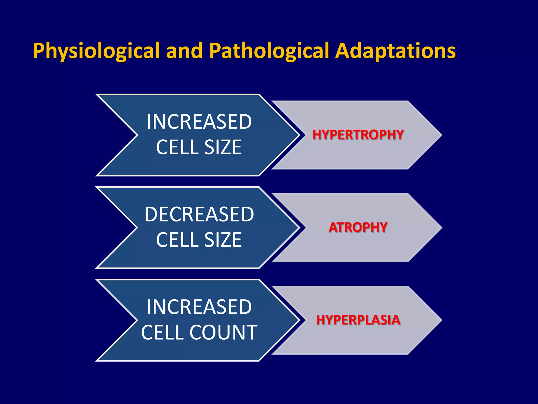 Cell adaptations | PPTX