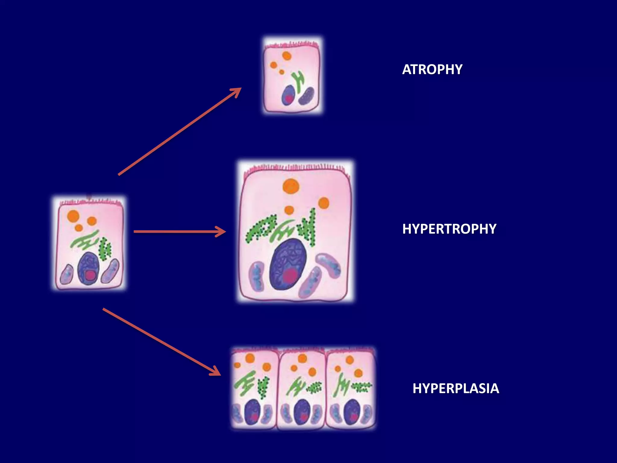 Cell adaptations | PPTX