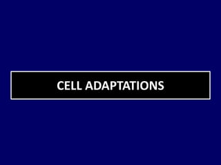 Cell adaptations | PPTX