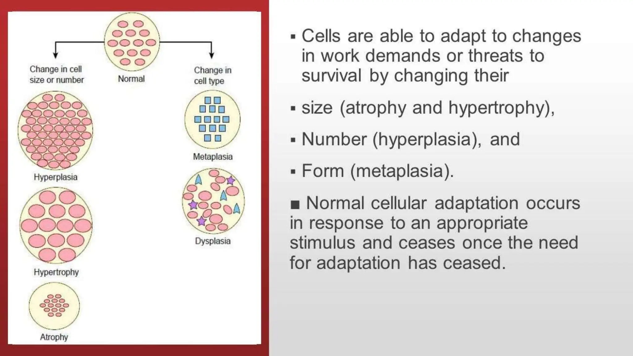 Cell Adaptation, educational Platform.pptx