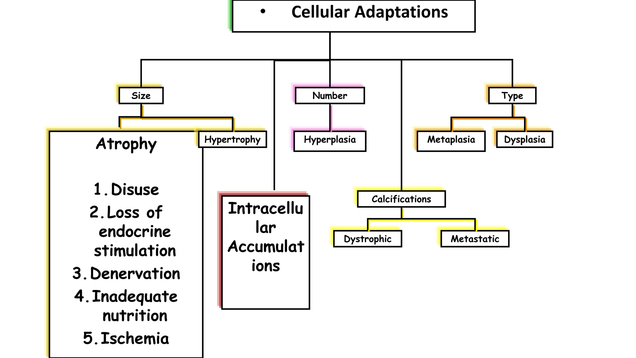 Cell Adaptation, educational Platform.pptx