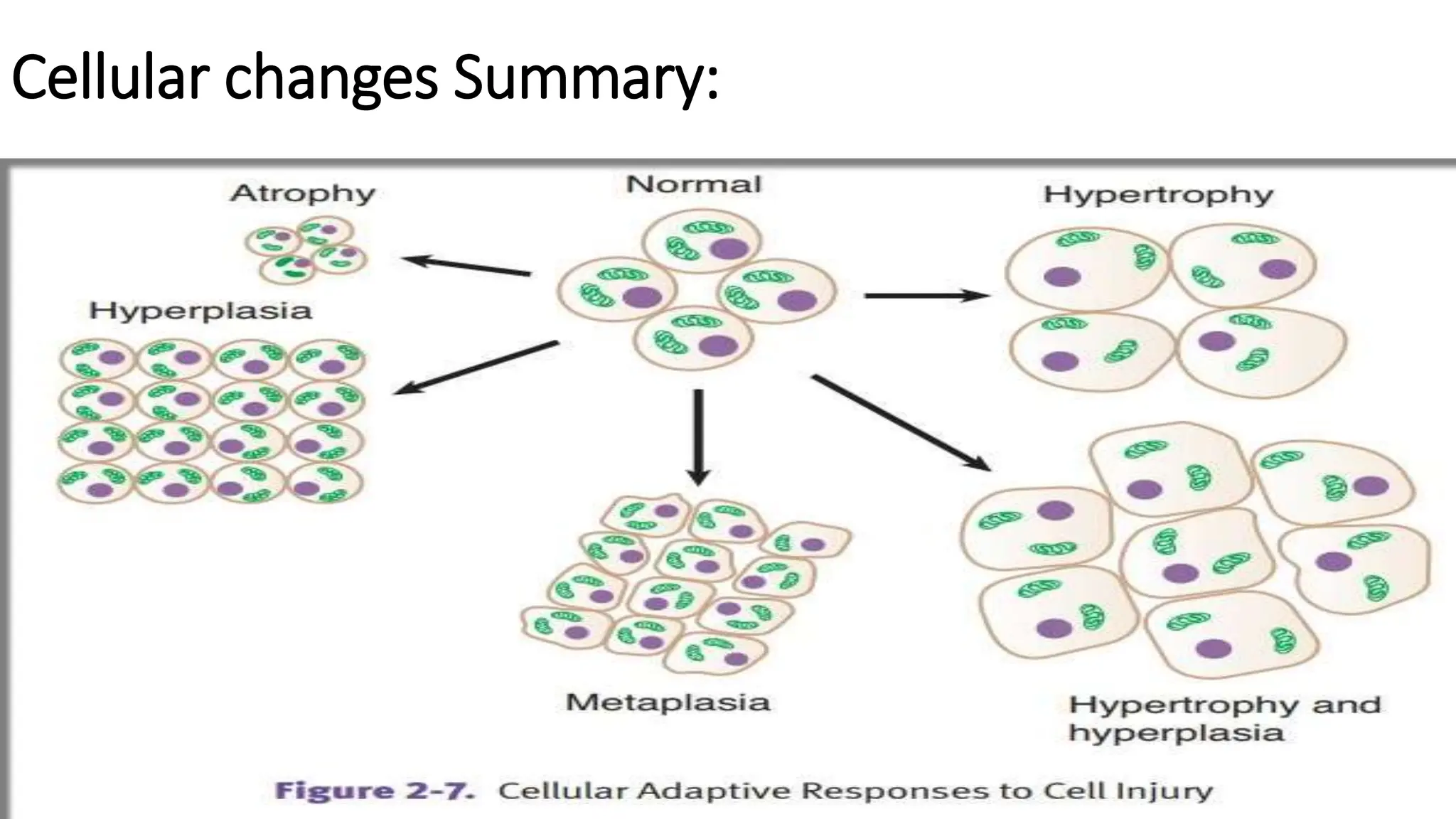 Cell Adaptation, educational Platform.pptx