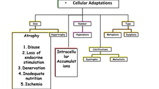 Cell Adaptation, educational Platform.pptx