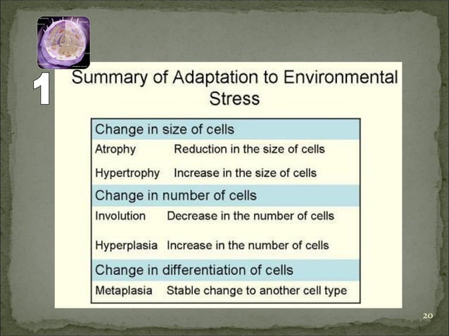 Cell Adaptation | PPT | Biological Sciences | Science
