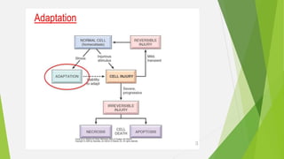 Cell Adaptations.pptxCell Adaptations.pptx