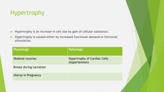 Cell Adaptations.pptxCell Adaptations.pptx