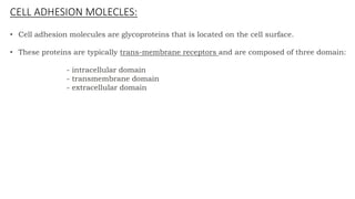 cell_adhesion.pptx