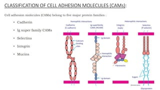 cell_adhesion.pptx