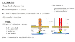 cell_adhesion.pptx