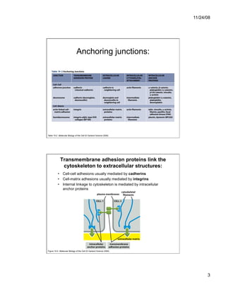 Cell Adhesion and Cell Migration | PDF