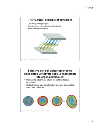 Cell Adhesion and Cell Migration | PDF