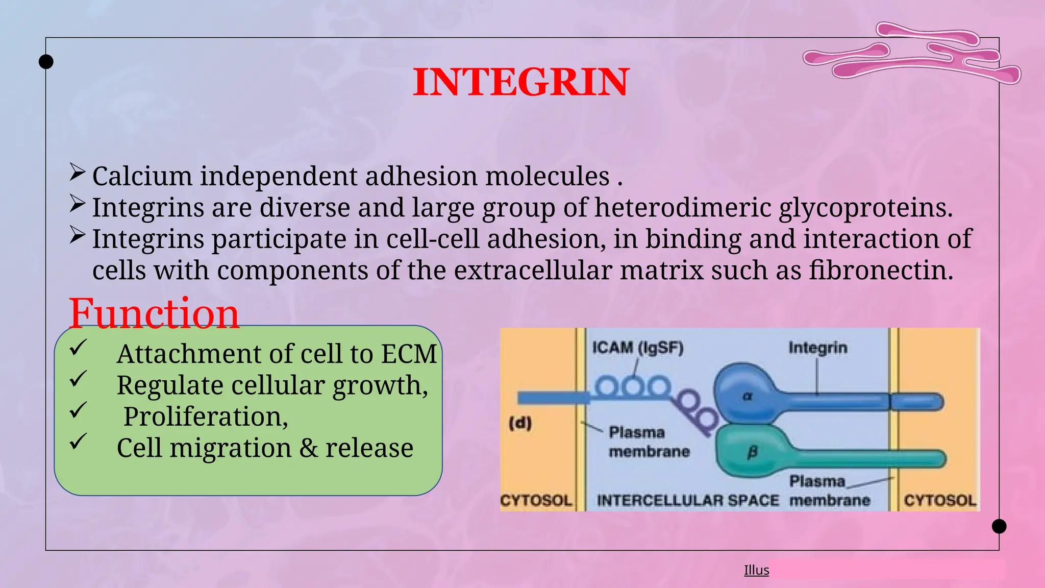 cell adhesion in animal cell culture.pptx