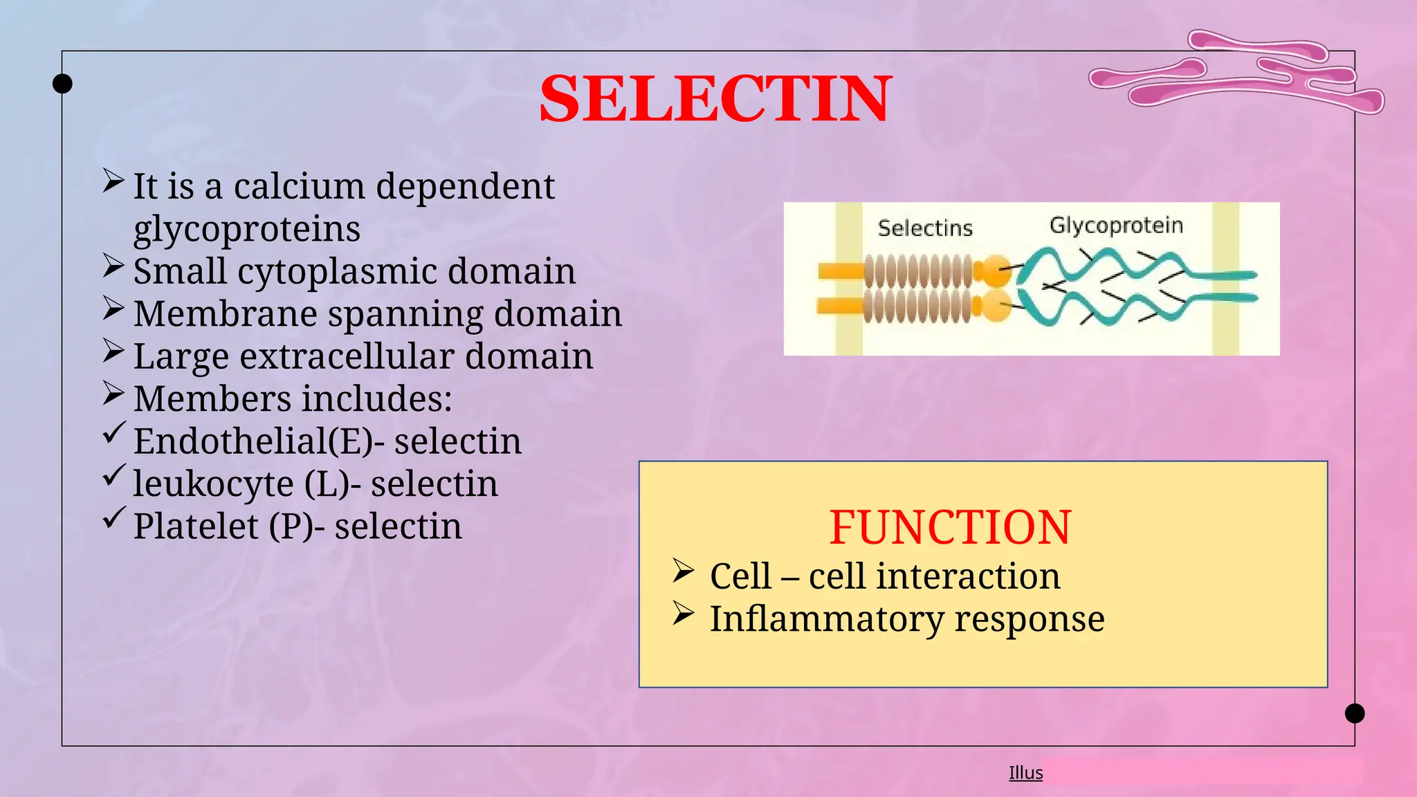 cell adhesion in animal cell culture.pptx