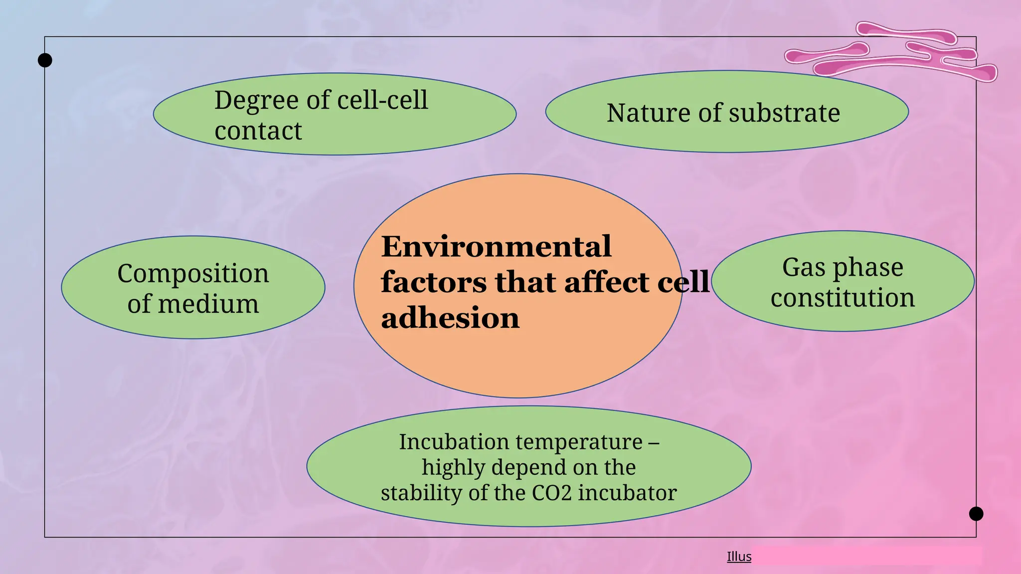 cell adhesion in animal cell culture.pptx
