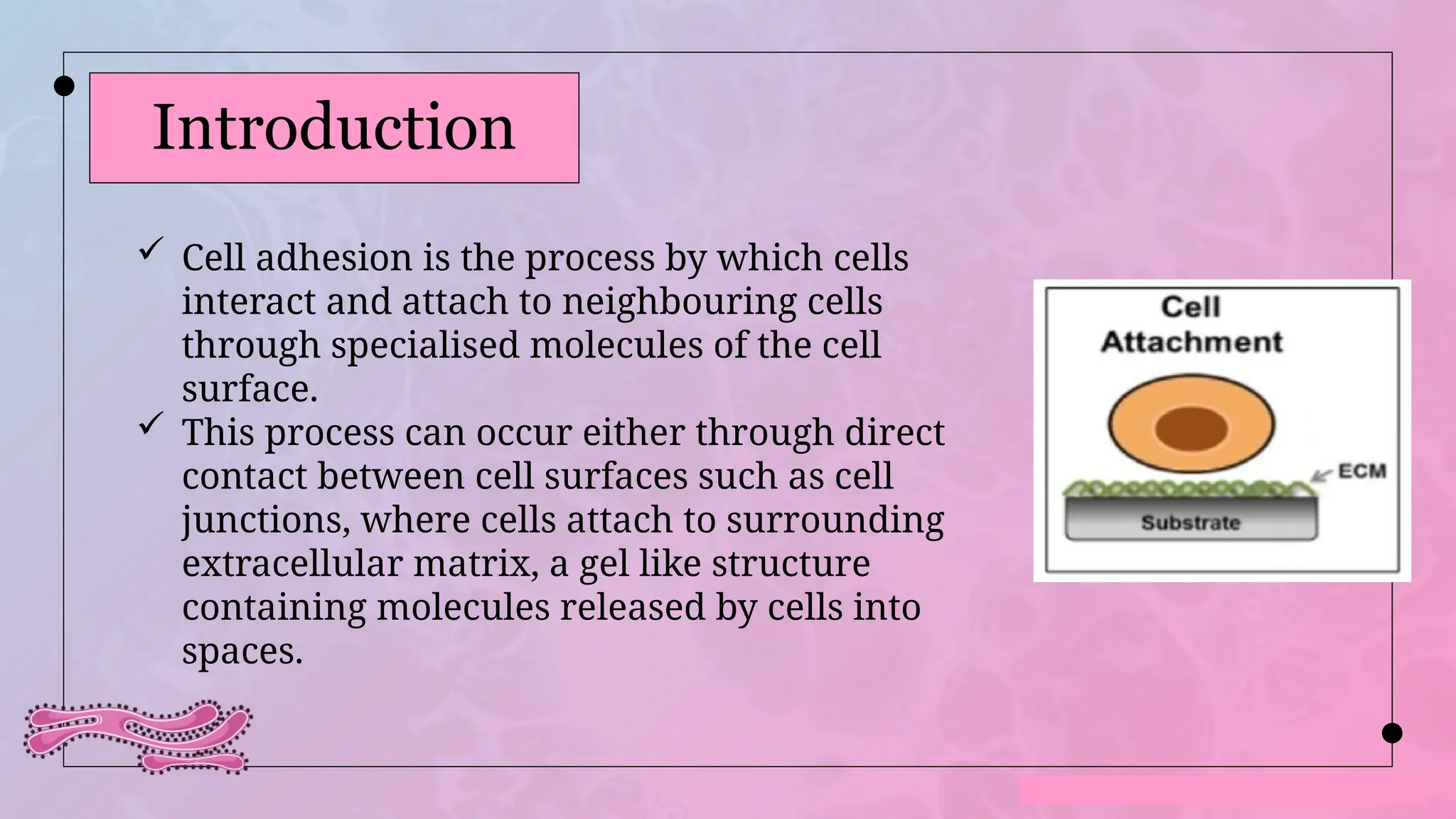 cell adhesion in animal cell culture.pptx