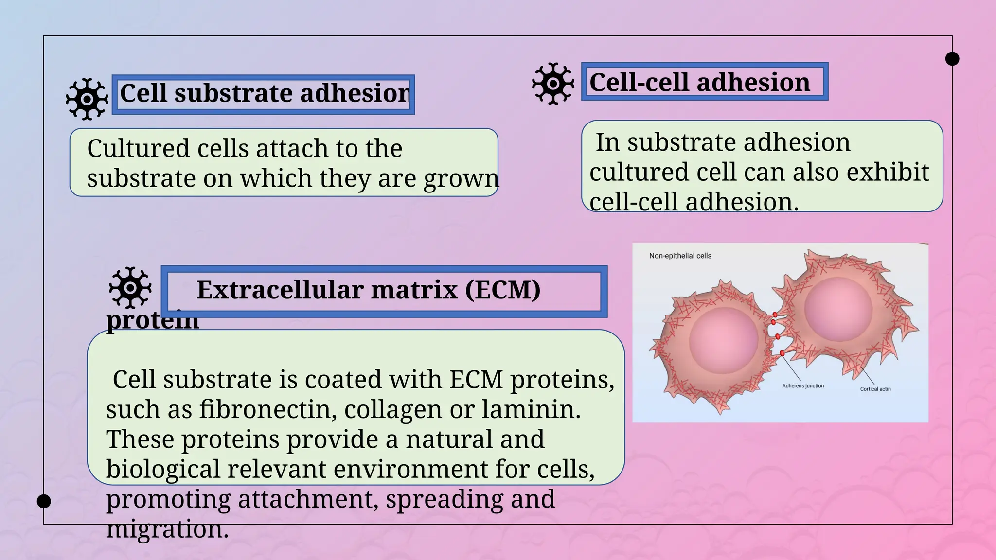 cell adhesion in animal cell culture.pptx