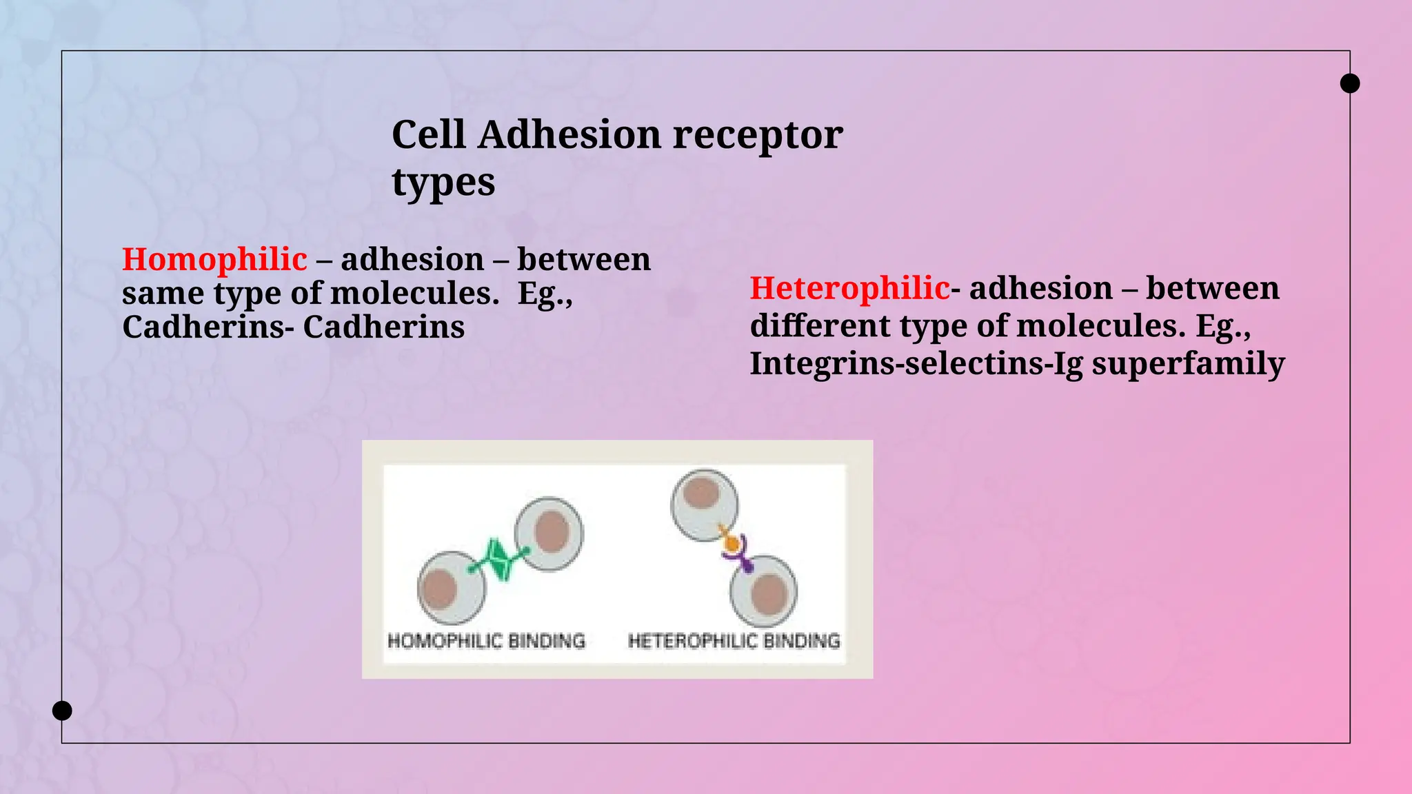 cell adhesion in animal cell culture.pptx