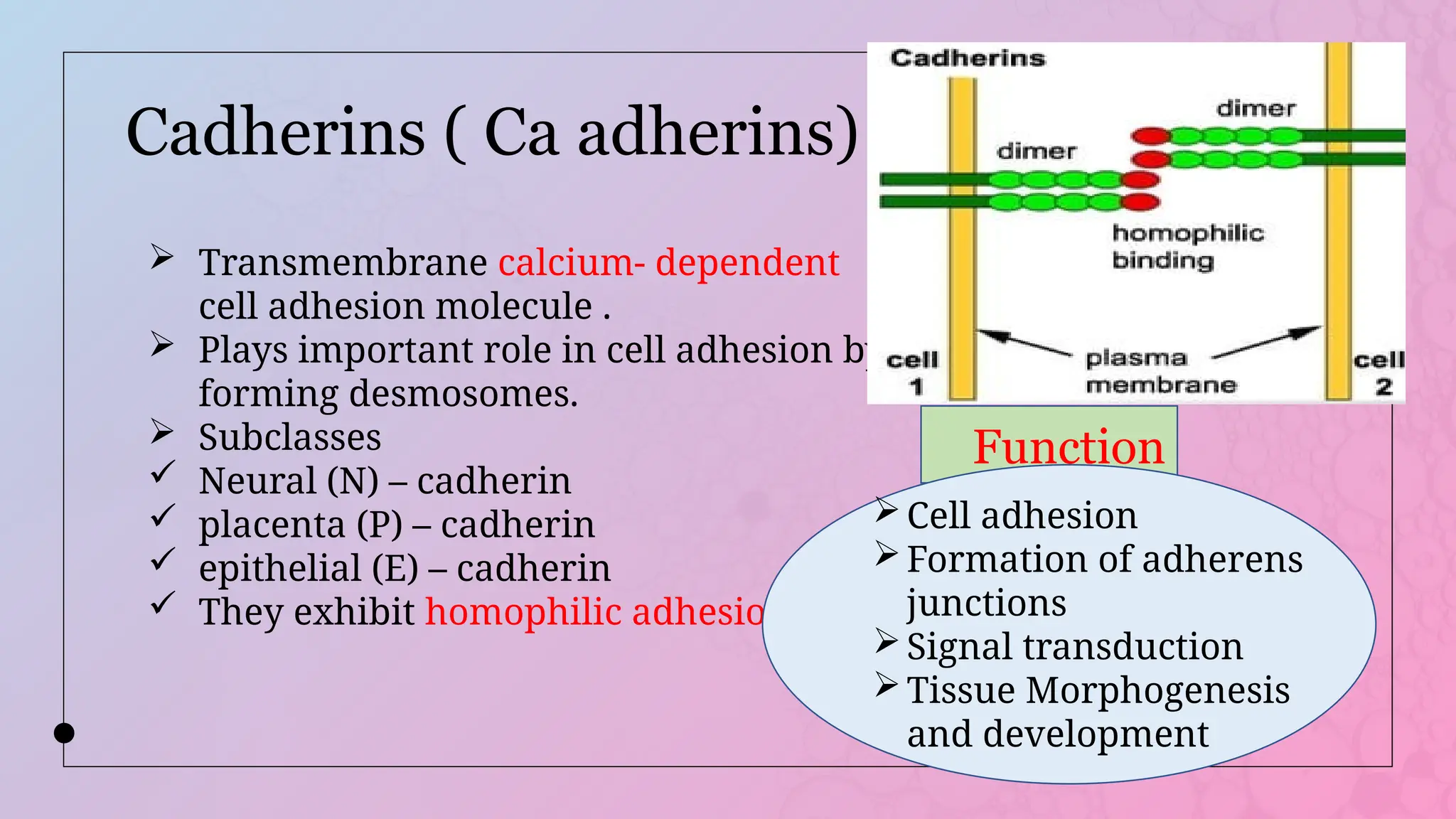 cell adhesion in animal cell culture.pptx