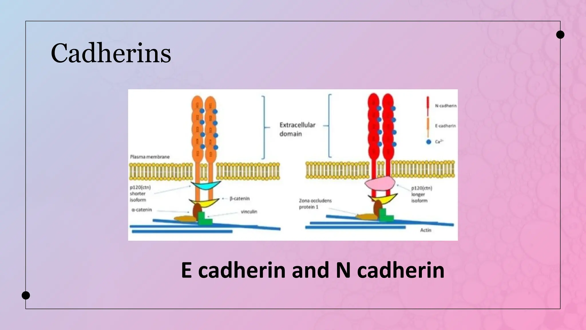 cell adhesion in animal cell culture.pptx