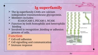 cell adhesion in animal cell culture.pptx