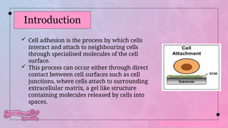 cell adhesion in animal cell culture.pptx