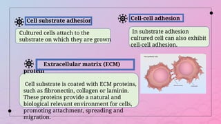 cell adhesion in animal cell culture.pptx