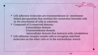 cell adhesion in animal cell culture.pptx