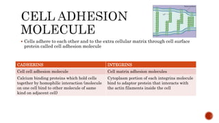Cell adhesion and transport | PPTX