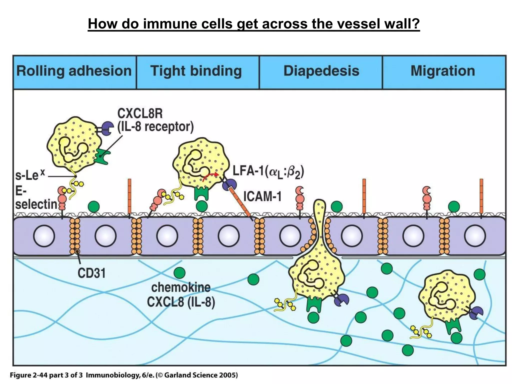 Cell Adhesion in Leukocyte Trafficking_MS_012915.ppt