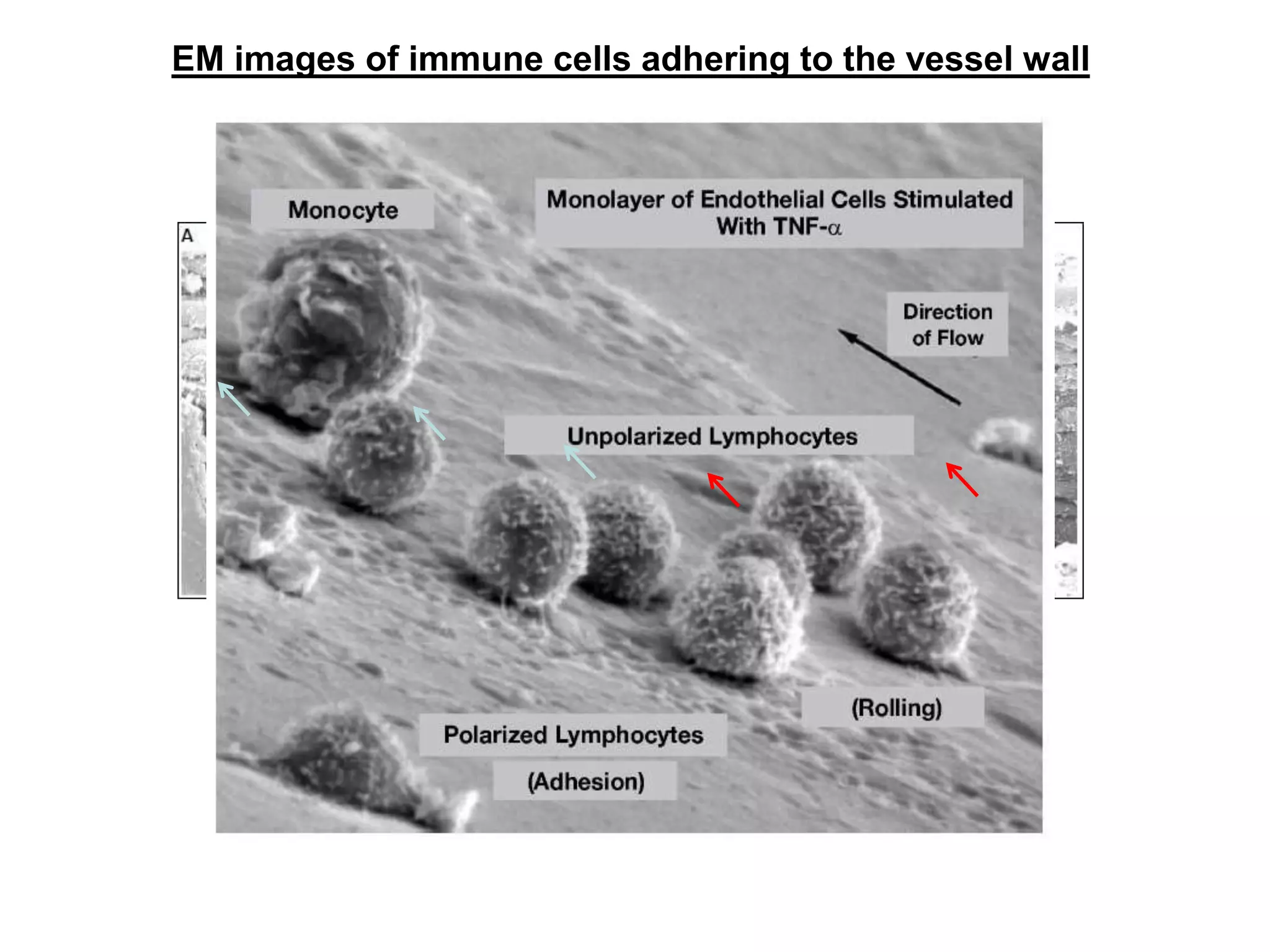 Cell Adhesion In Leukocyte Trafficking Ms 012915 Ppt