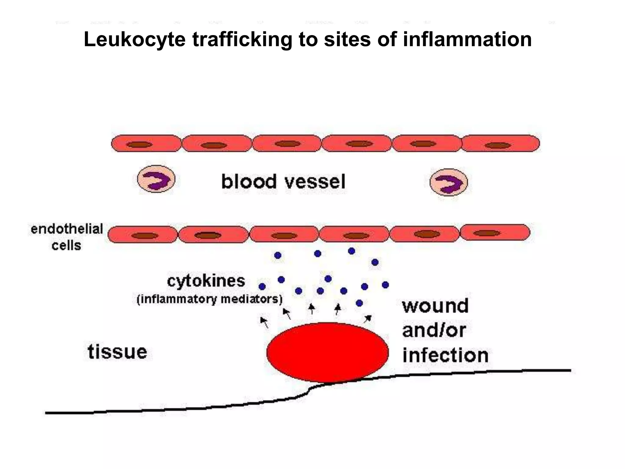 Cell Adhesion in Leukocyte Trafficking_MS_012915.ppt