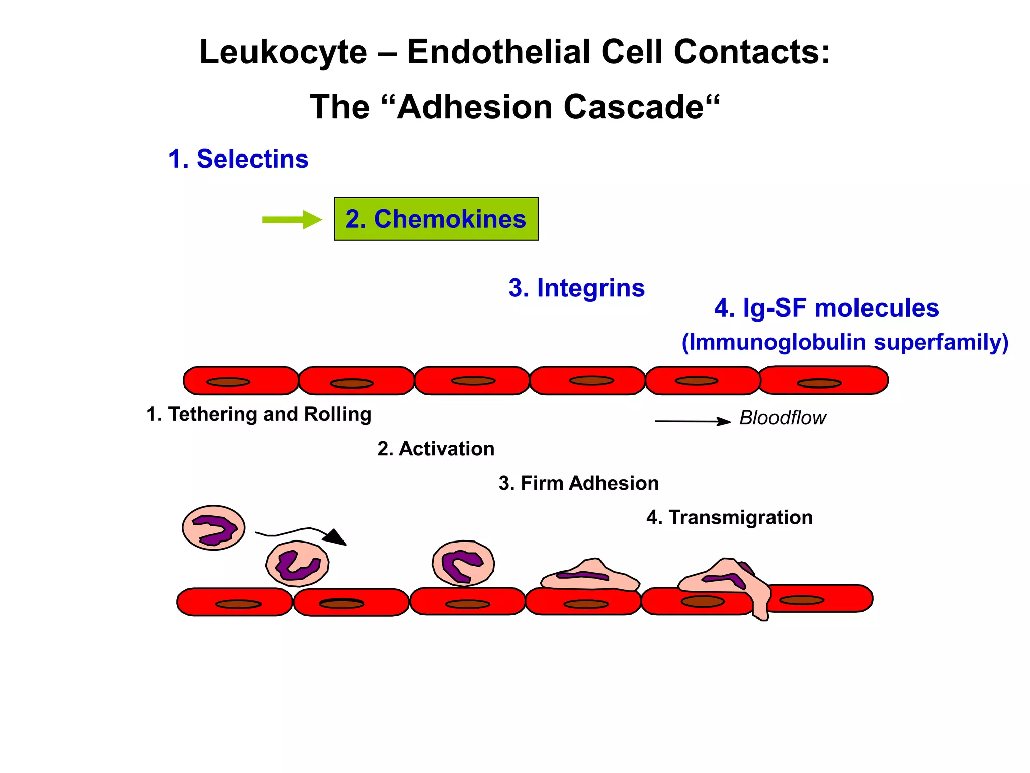 Cell Adhesion in Leukocyte Trafficking_MS_012915.ppt