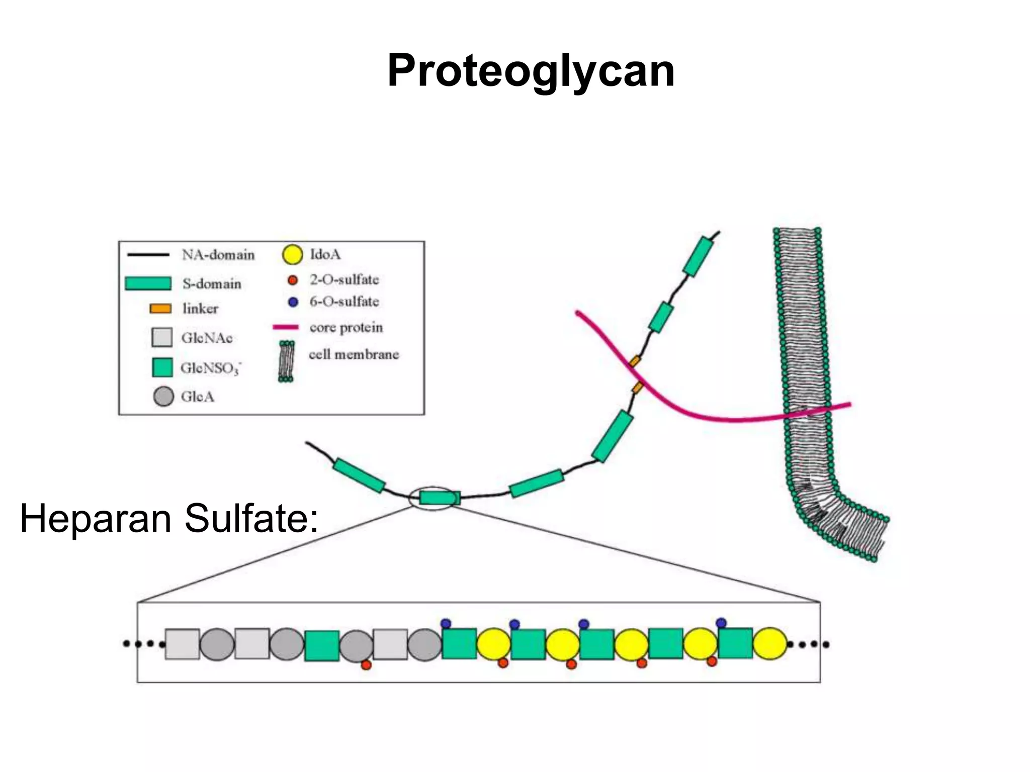 Cell Adhesion In Leukocyte Trafficking Ms 012915 Ppt