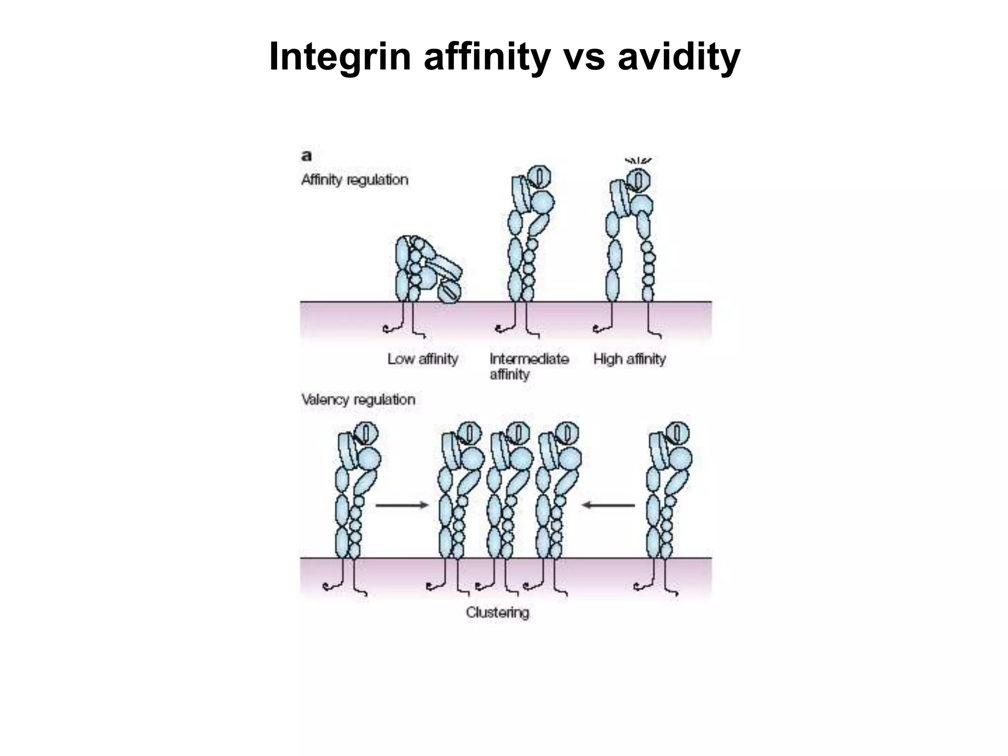 Cell Adhesion in Leukocyte Trafficking_MS_012915.ppt