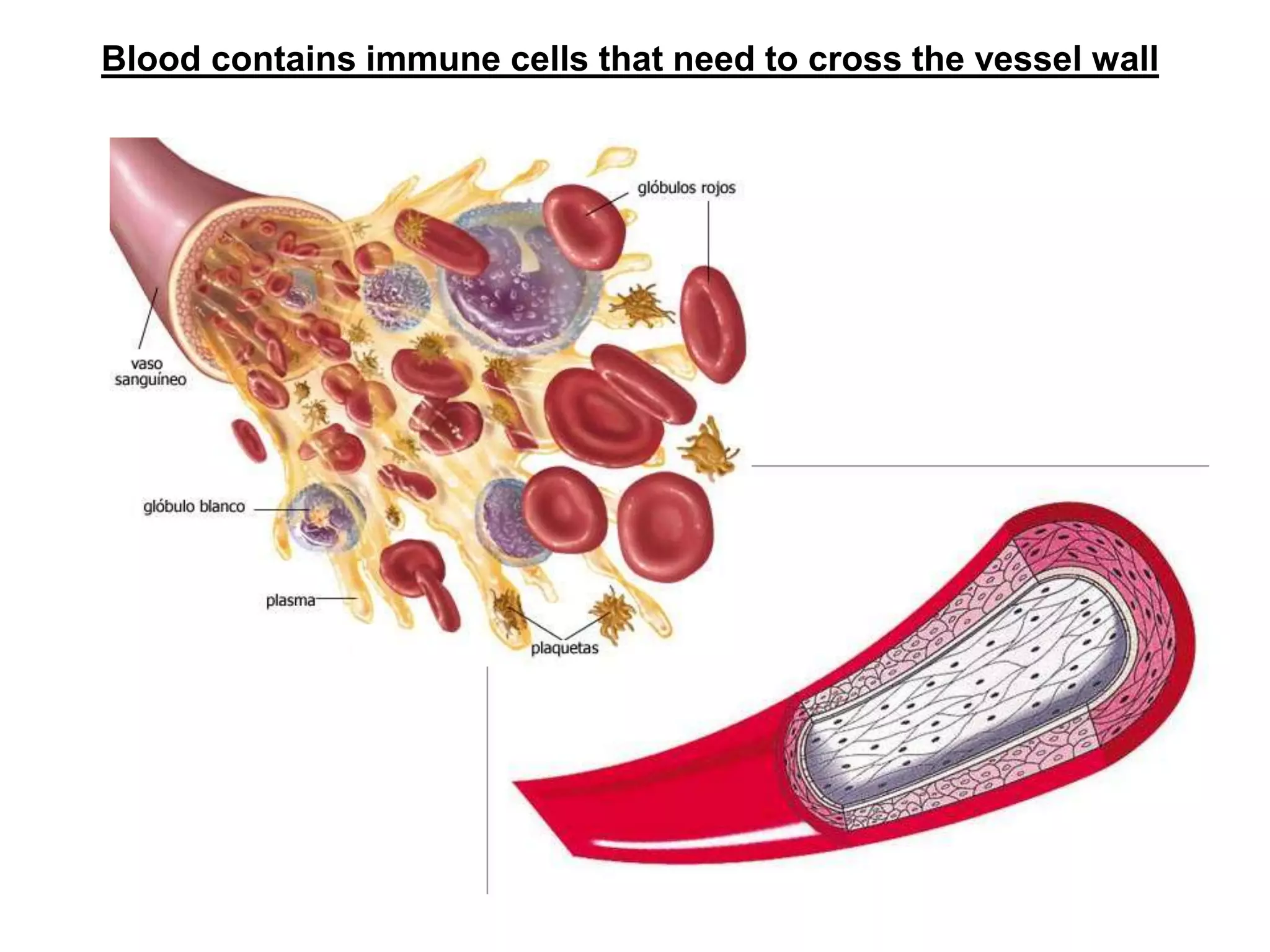 Cell Adhesion In Leukocyte Trafficking Ms 012915 Ppt
