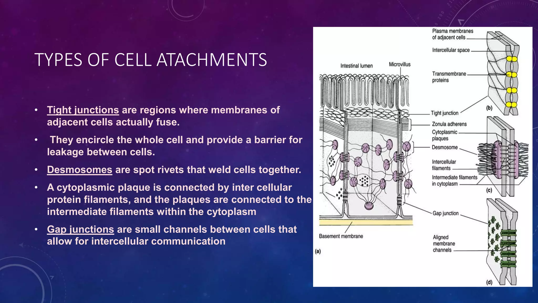 Cell adhesion in plants and animals | PPTX