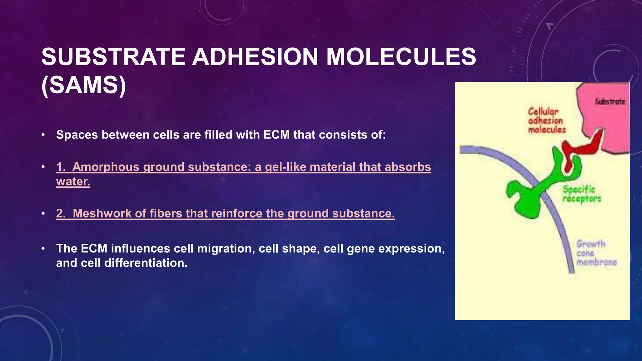 Cell adhesion in plants and animals | PPTX