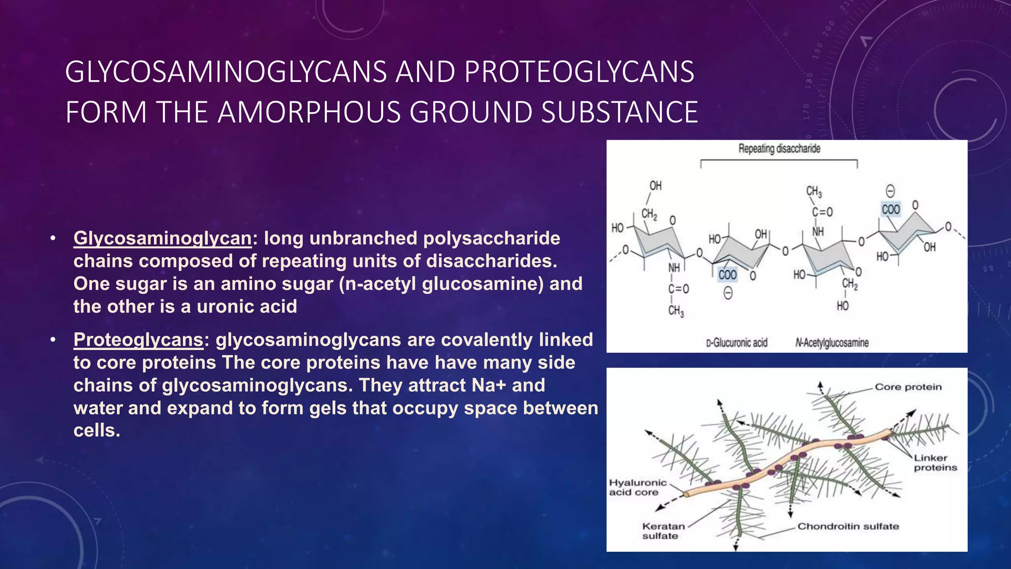 Cell adhesion in plants and animals | PPTX