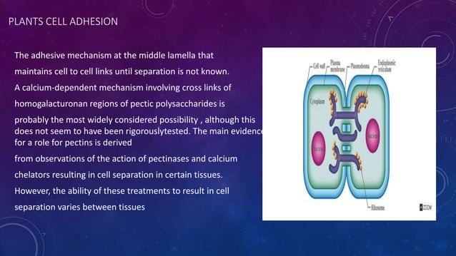 Cell adhesion in plants and animals | PPTX