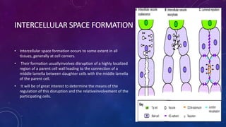 Cell adhesion in plants and animals | PPTX