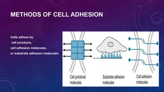 Cell adhesion in plants and animals | PPTX