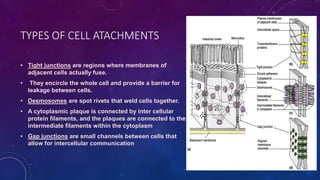 Cell adhesion in plants and animals | PPTX