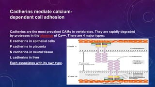 Cell adhesion in plants and animals | PPTX