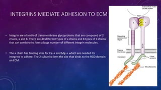 Cell adhesion in plants and animals | PPTX