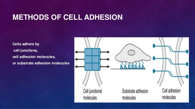 Cell adhesion in plants and animals