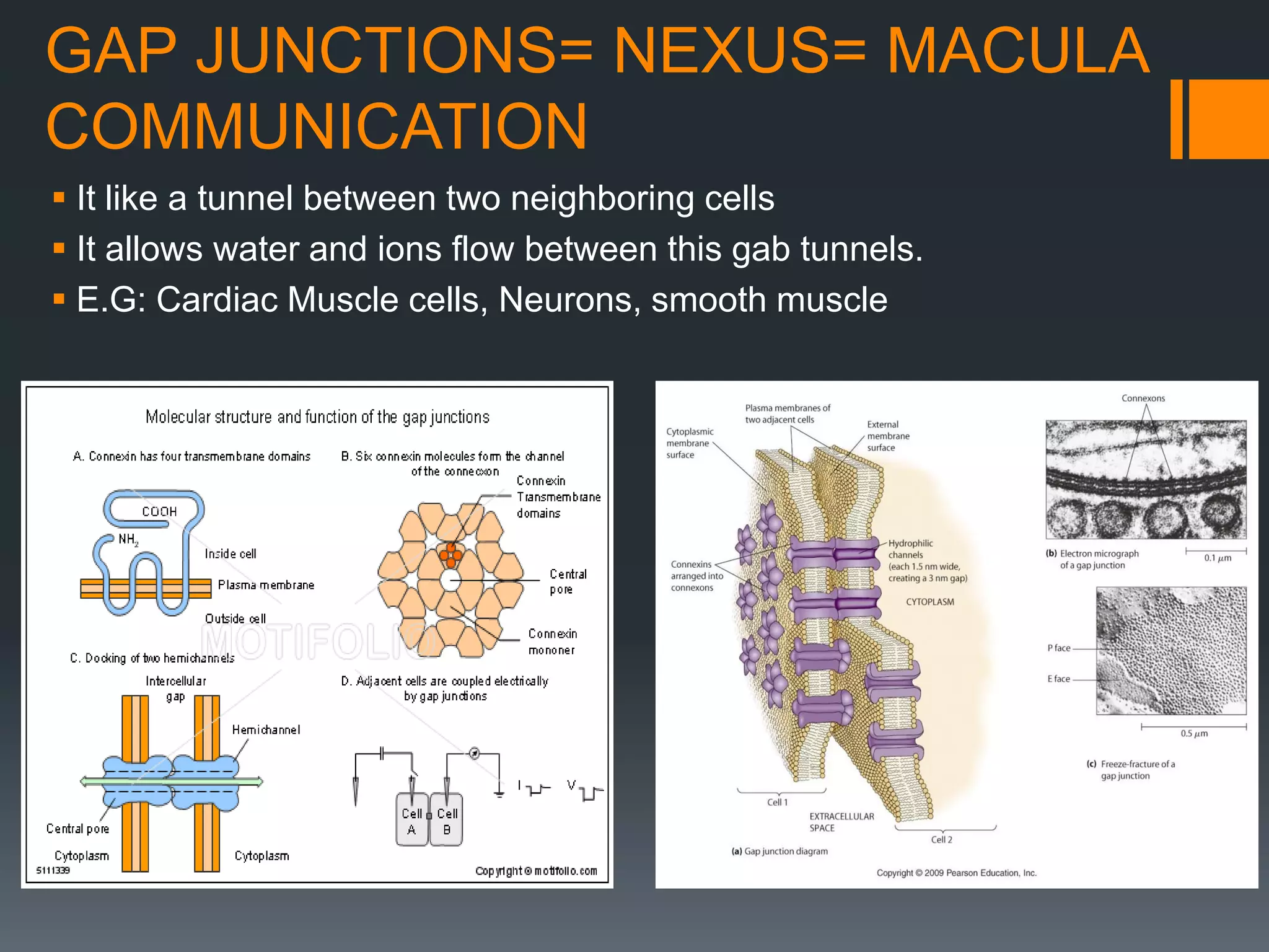 Cell adhesion molecules | PDF