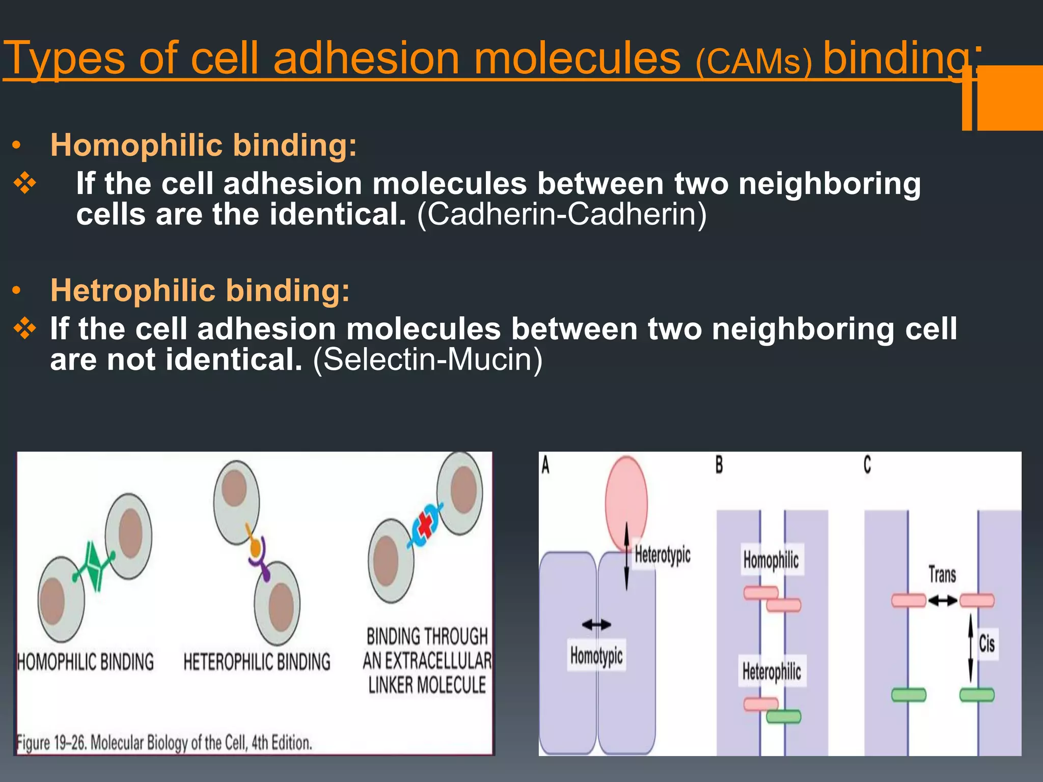 Cell adhesion molecules | PDF
