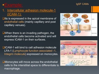 Cell adhesion molecules | PDF